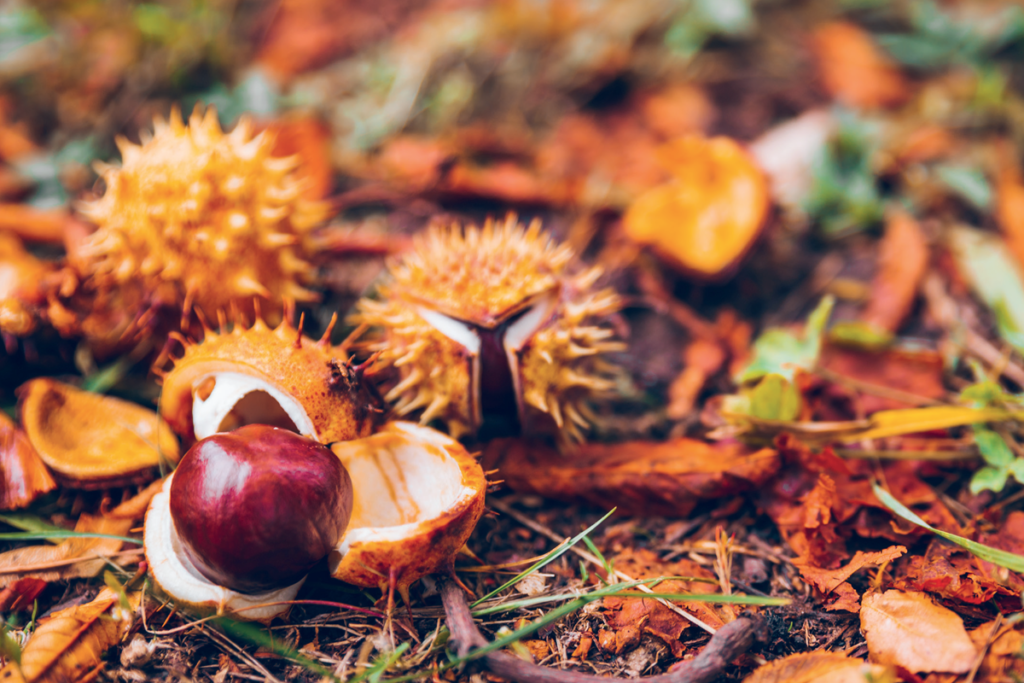 La castagna: un frutto ancora tutto da scoprire!